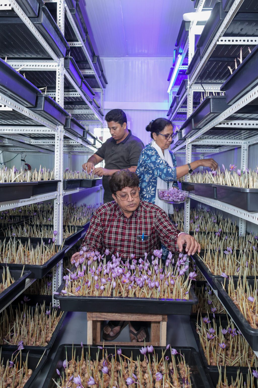 Kalpanil Saffron Indoor Farming – Indoor Saffron Cultivation Training